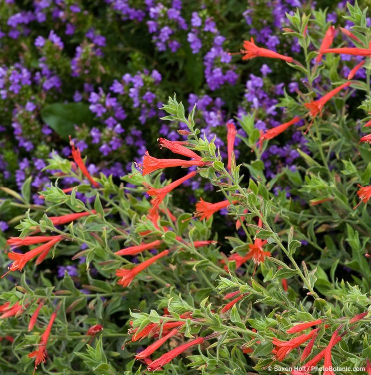 Epilobium - Summer-Dry | Celebrate Plants in Summer-Dry Gardens