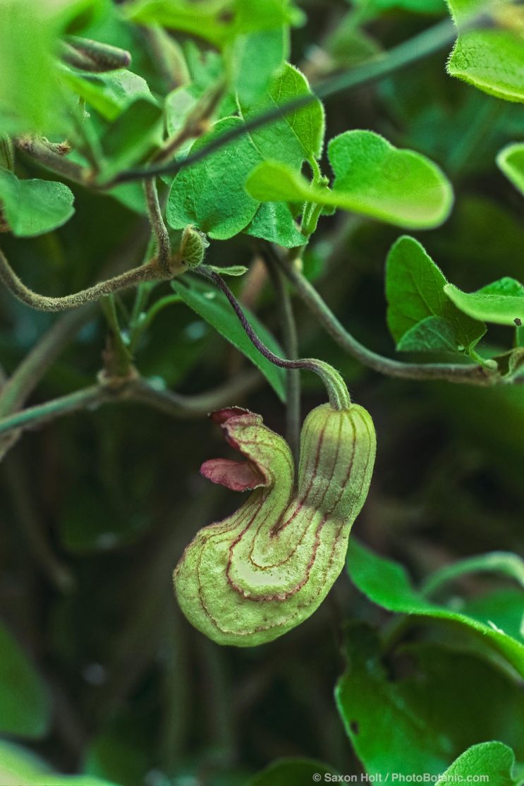 California pipevine – Summer-Dry | Celebrate Plants in Summer-Dry Gardens