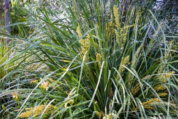 Learning to Love Lomandras - Summer-Dry | Celebrate Plants in Summer ...