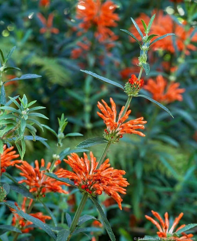 Lion’s Tail – Summer-Dry | Celebrate Plants in Summer-Dry Gardens