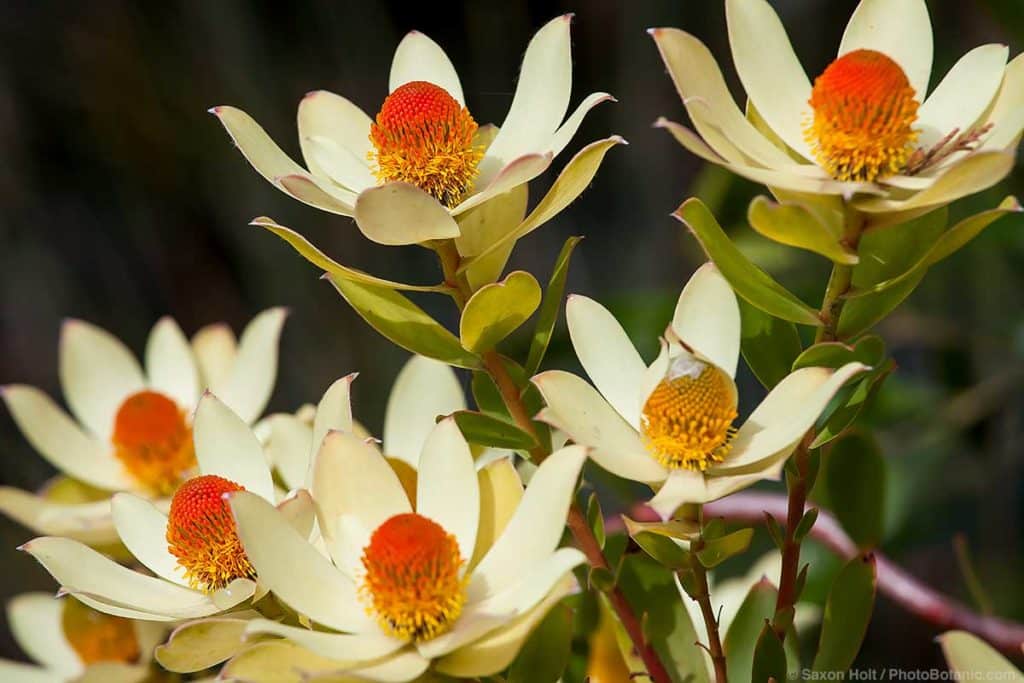 Leucadendrons for the Garden – Summer-Dry | Celebrate Plants in Summer-Dry Gardens