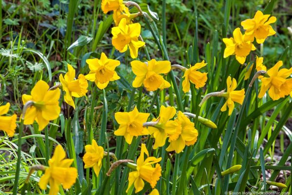 Cultivated Varieties of Narcissus - Summer-Dry | Celebrate Plants in ...