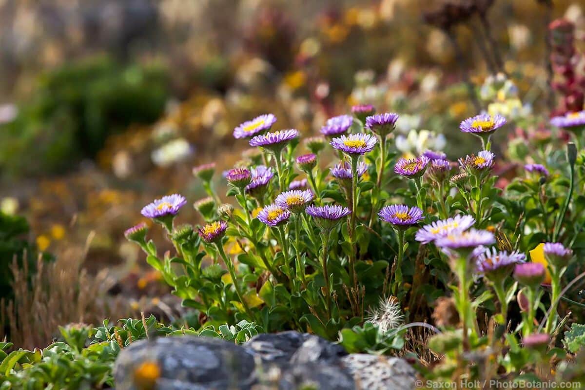 Seaside Daisy - Summer-Dry | Celebrate Plants in Summer-Dry Gardens