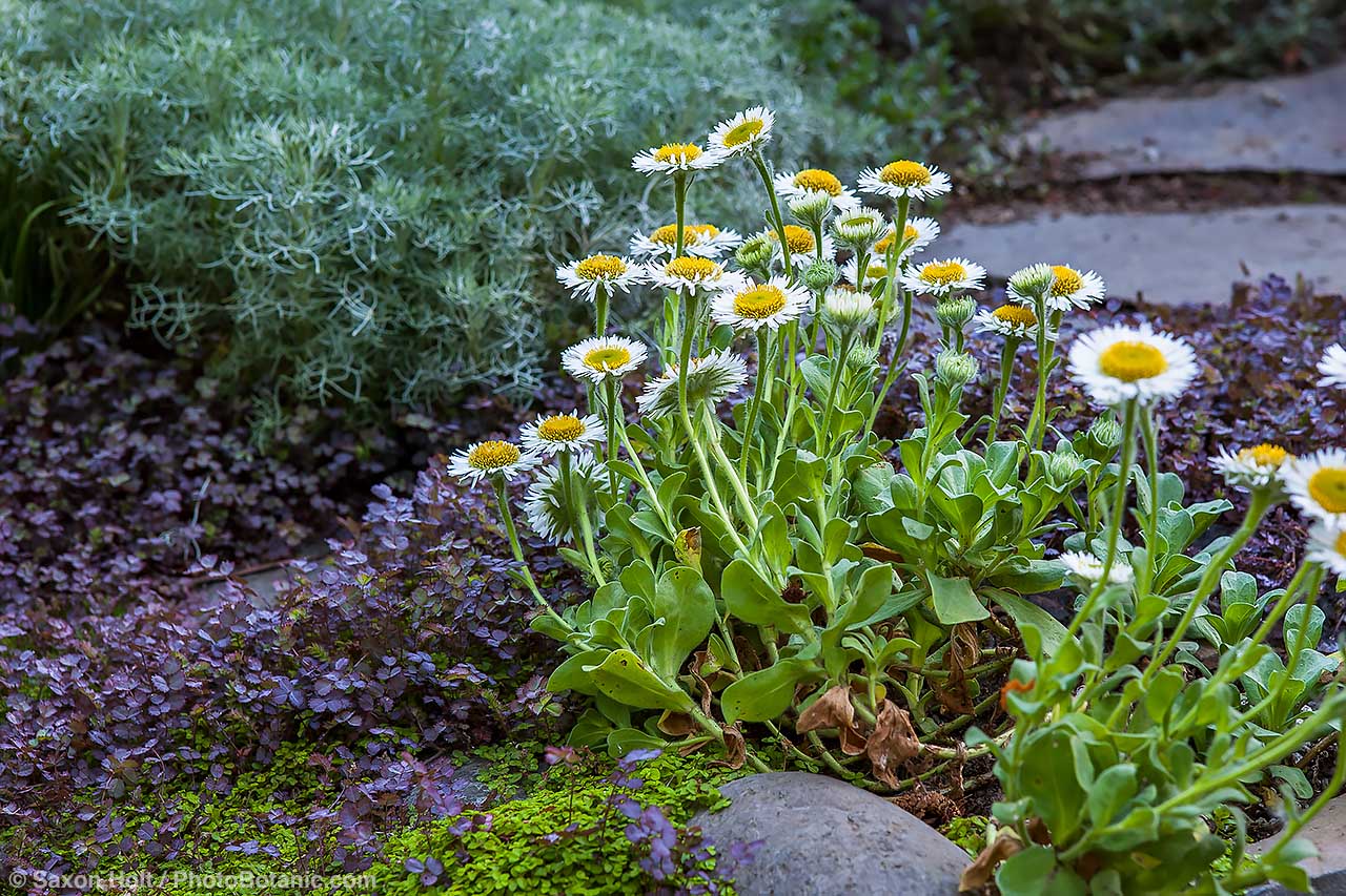 Seaside Daisy – Summer-Dry | Celebrate Plants in Summer-Dry Gardens