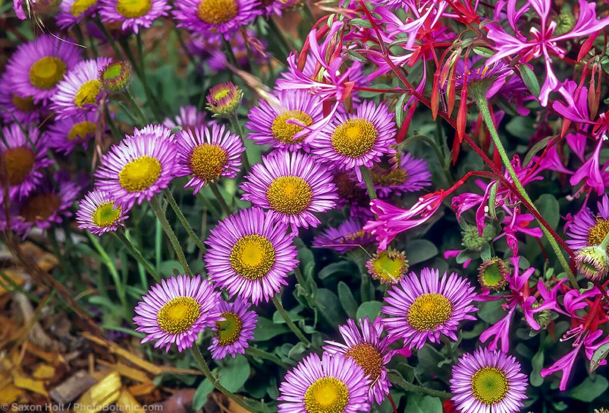 Seaside Daisy - Summer-Dry | Celebrate Plants in Summer-Dry Gardens