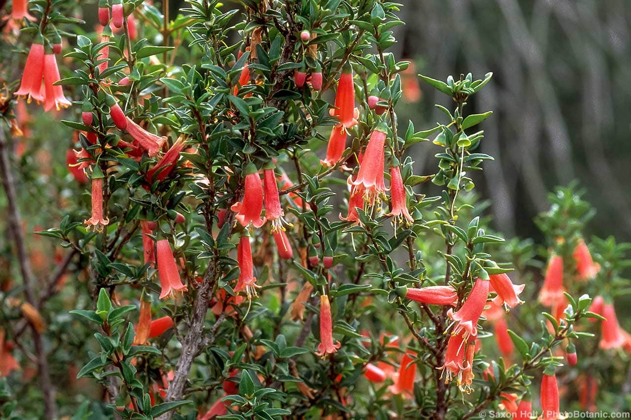 Australian Fuchsia – Summer-Dry | Celebrate Plants in Summer-Dry Gardens