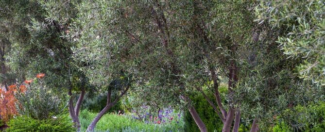 Home - Summer-Dry | Celebrate Plants in Summer-Dry Gardens