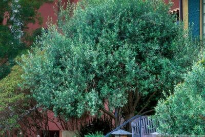 Fruitless Olives? - Summer-Dry | Celebrate Plants in Summer-Dry Gardens