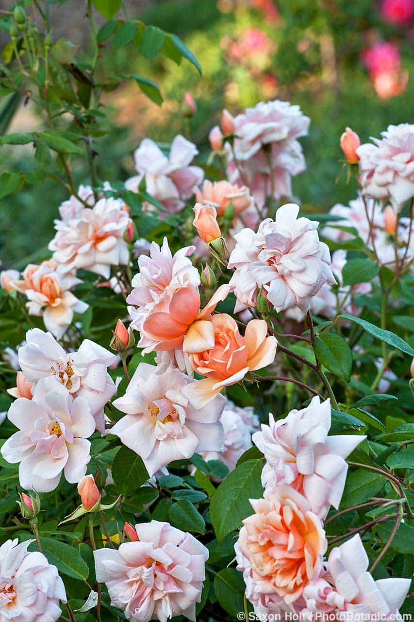 Roses for Summer-Dry Climates - Summer-Dry | Celebrate Plants in Summer ...