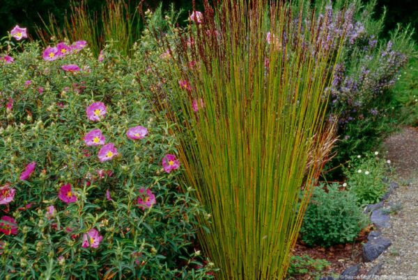 Chondropetalum tectorum - Summer-Dry | Celebrate Plants in Summer-Dry ...