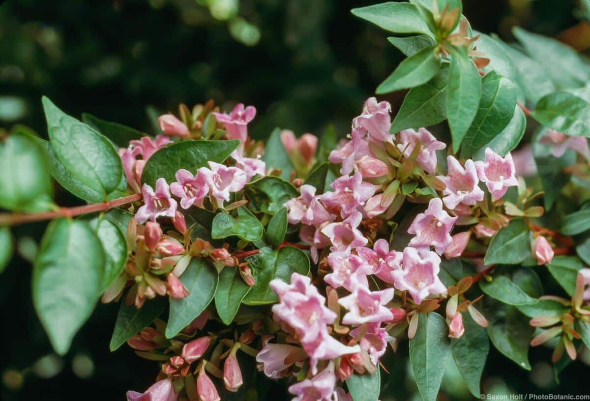 Abelia grandiflora - Summer-Dry | Celebrate Plants in Summer-Dry Gardens
