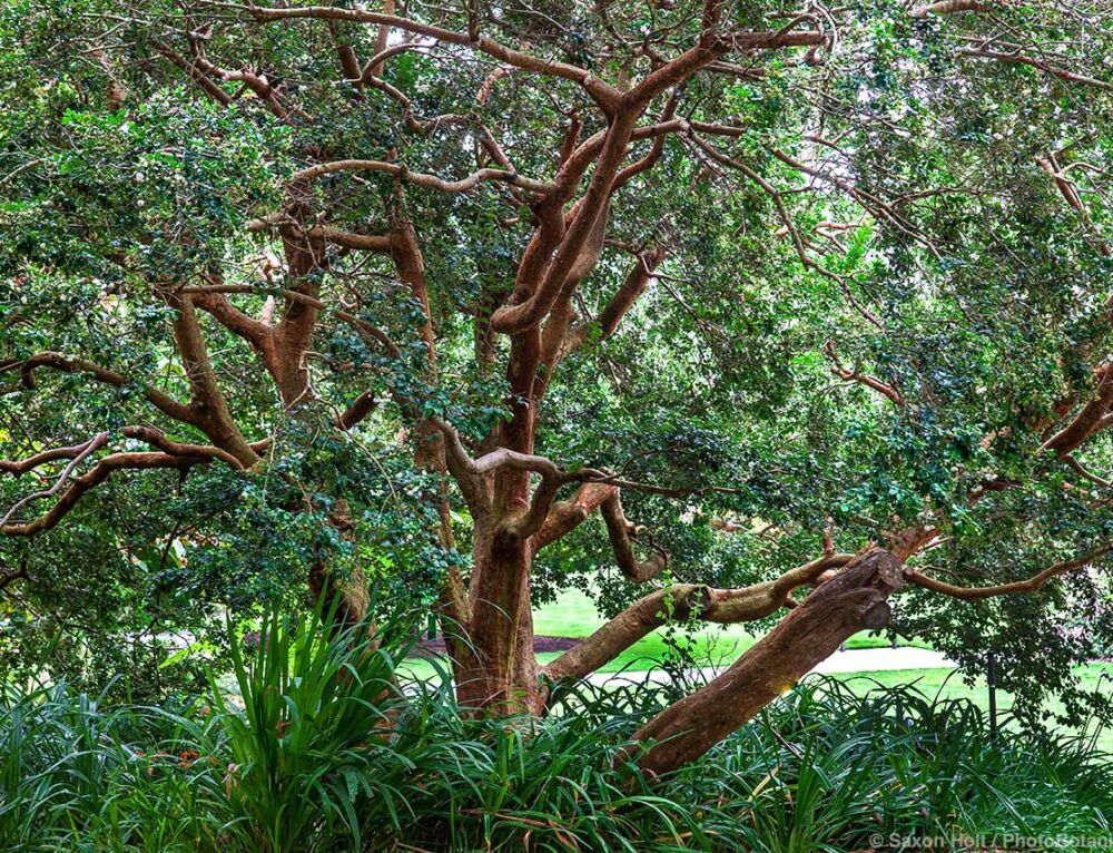 California Native Redbud Tree - Summer-Dry | Celebrate Plants in Summer ...