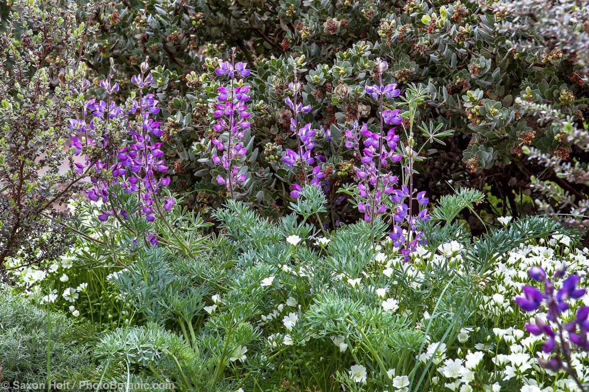 Blog - Summer-Dry | Celebrate Plants in Summer-Dry Gardens