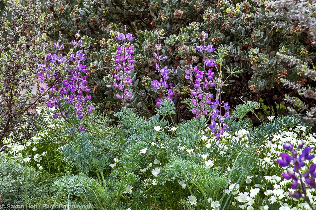 Fruitless Olives? - Summer-Dry | Celebrate Plants in Summer-Dry Gardens