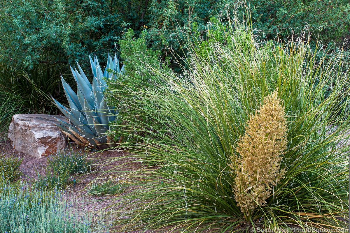 Blog - Summer-Dry | Celebrate Plants in Summer-Dry Gardens