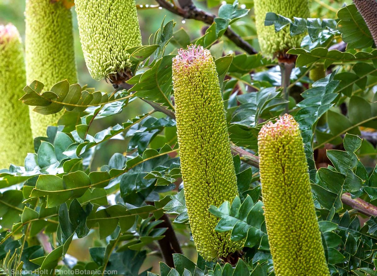 Banksias – Summer-Dry | Celebrate Plants in Summer-Dry Gardens