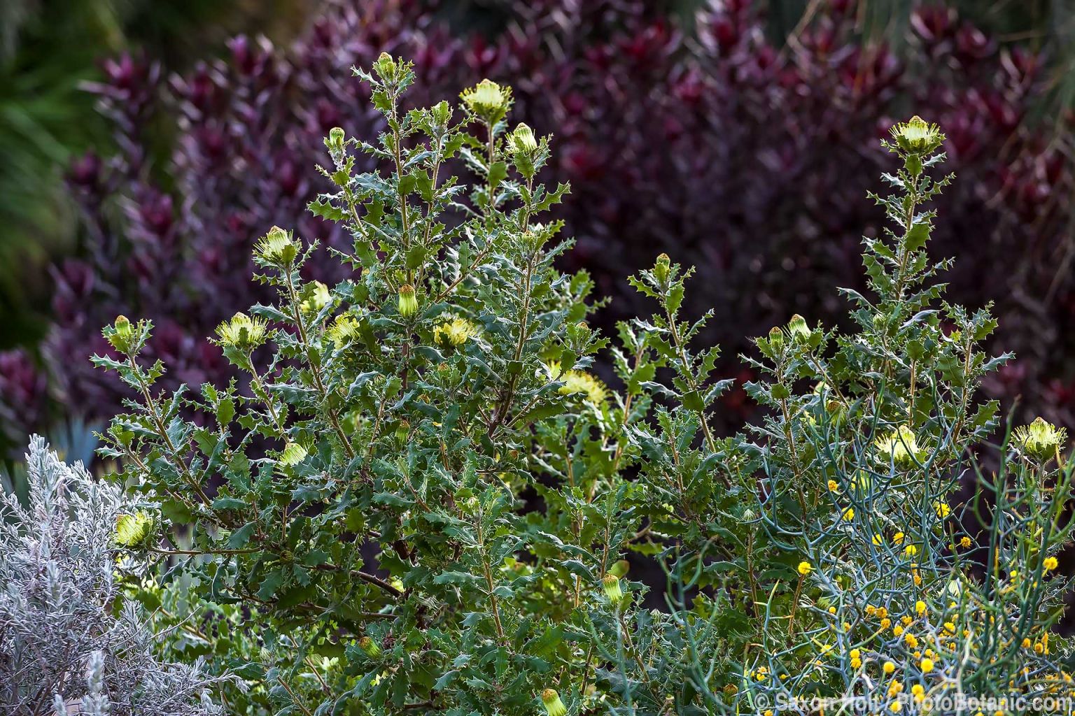 Banksias – Summer-Dry | Celebrate Plants in Summer-Dry Gardens