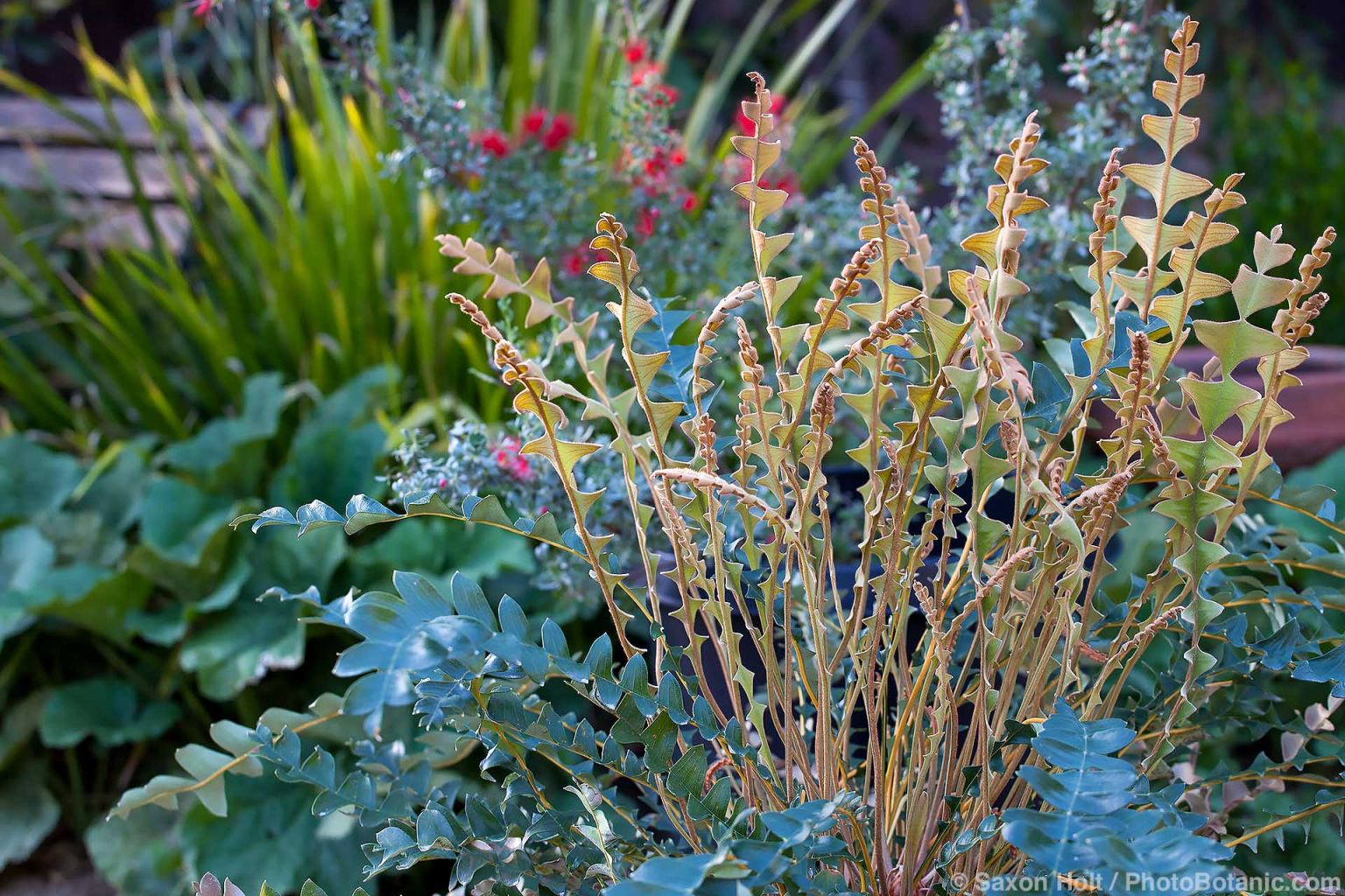 Banksias – Summer-Dry | Celebrate Plants in Summer-Dry Gardens
